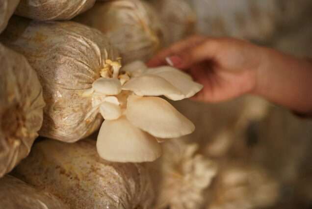 Jamur Ayu | Atourin
